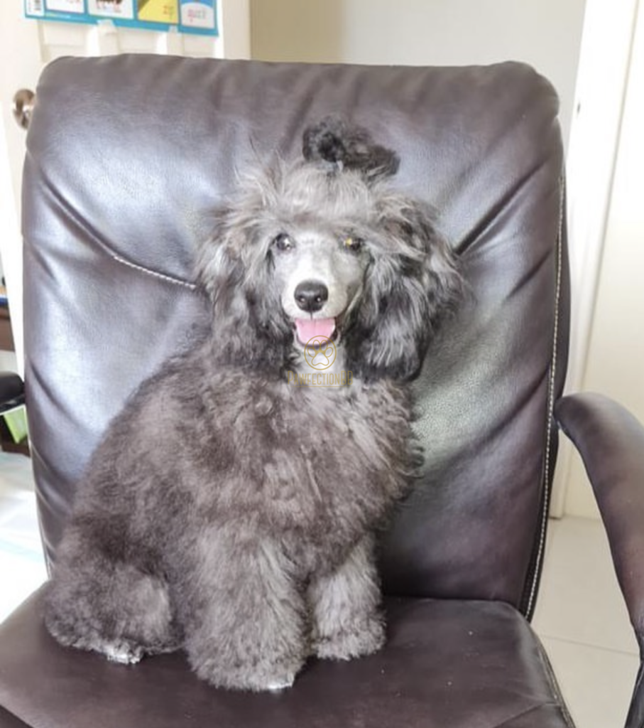 Find Purebred Toy Poodles in the Caribbean – Guide 2025